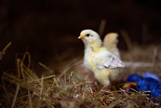 Taubenbabys Bilder – Durchsuchen 11,563 Archivfotos, Vektorgrafiken und ...