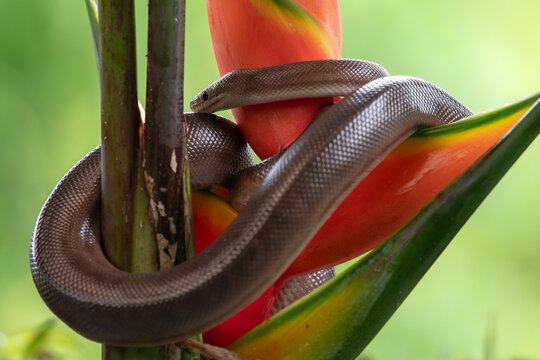 รูปภาพEpicrates – เลือกดูภาพถ่ายสต็อก เวกเตอร์ และวิดีโอ511 | Adobe Stock