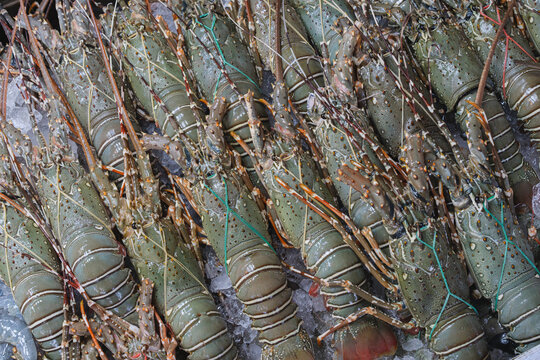 Robster-Bilder: Stock-Fotos & -Videos. | Adobe Stock