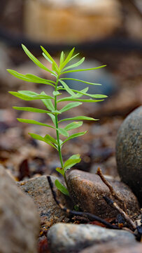 Flaxweed Images – Browse 20 Stock Photos, Vectors, and Video | Adobe Stock