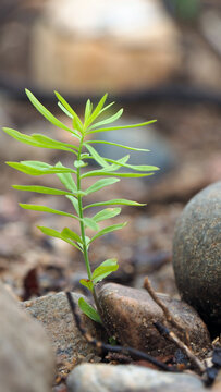 Flaxweed Images – Browse 20 Stock Photos, Vectors, and Video | Adobe Stock