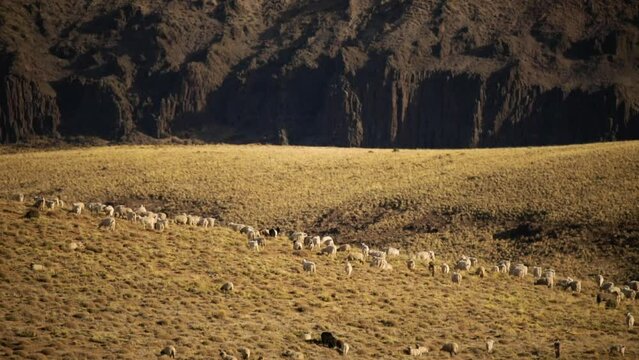 Goat Herd Images – Browse 61,080 Stock Photos, Vectors, and Video ...