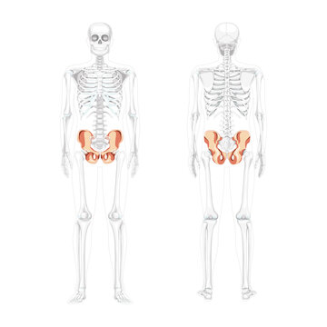 Schambein Bilder – Durchsuchen 2,254 Archivfotos, Vektorgrafiken und ...