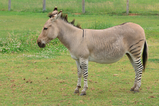Zesel Bilder – Durchsuchen 176 Archivfotos, Vektorgrafiken und Videos ...