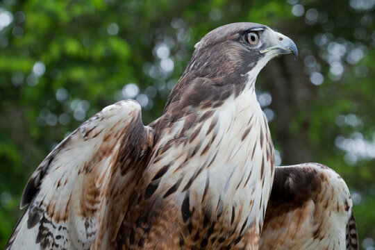 Hawks Bilder – Durchsuchen 249,119 Archivfotos, Vektorgrafiken und ...