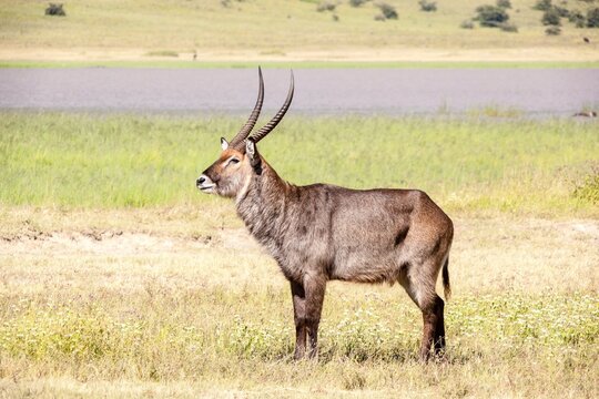 Waterbok Images – Browse 12,935 Stock Photos, Vectors, and Video ...