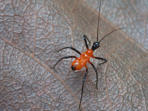 รูปภาพHarpactorinae – เลือกดูภาพถ่ายสต็อก เวกเตอร์ และวิดีโอ81 | Adobe ...