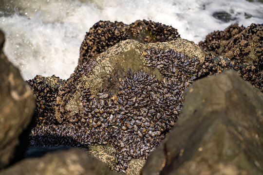 รูปภาพMytilus – เลือกดูภาพถ่ายสต็อก เวกเตอร์ และวิดีโอ5,121 | Adobe Stock