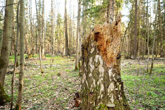 "Rotten Stump" Images – Browse 194 Stock Photos, Vectors, and Video ...