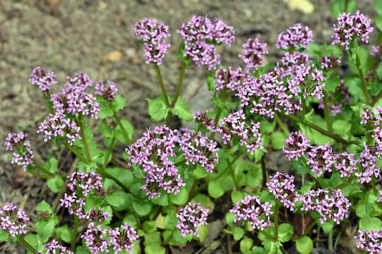 Fedia Images – Browse 17 Stock Photos, Vectors, and Video | Adobe Stock