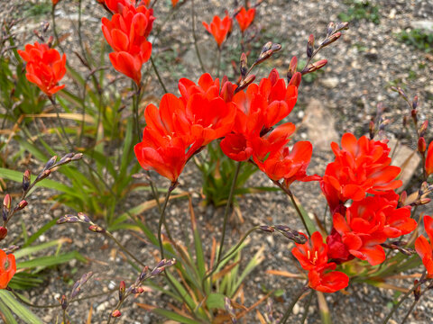 Tritonia Images – Browse 89 Stock Photos, Vectors, and Video | Adobe Stock