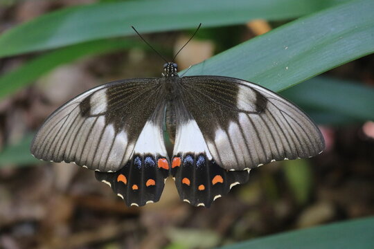 รูปภาพPapilo – เลือกดูภาพถ่ายสต็อก เวกเตอร์ และวิดีโอ235 | Adobe Stock