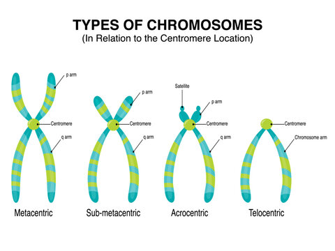 Centromere Types