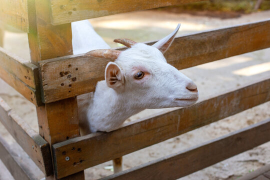 Scapegoat Images – Browse 723 Stock Photos, Vectors, and Video | Adobe ...