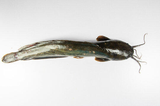 "Clarias Gariepinus" Images – Browse 213 Stock Photos, Vectors, and ...