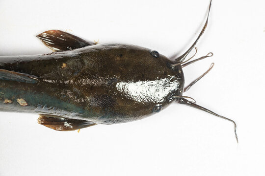 "Clarias Gariepinus" Images – Browse 213 Stock Photos, Vectors, and ...