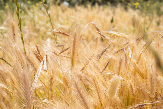 รูปภาพTares – เลือกดูภาพถ่ายสต็อก เวกเตอร์ และวิดีโอ444 | Adobe Stock