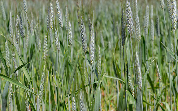 「Acrecentar」の画像 - 5,783 件の Stock 写真、ベクターおよびビデオ | Adobe Stock