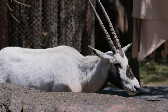 「Orix」の画像 - 1,030 件の Stock 写真、ベクターおよびビデオ | Adobe Stock
