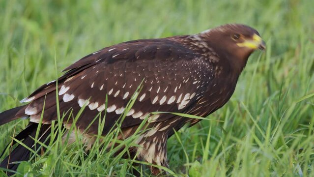 Lesser Spotted Eagle Juvenile