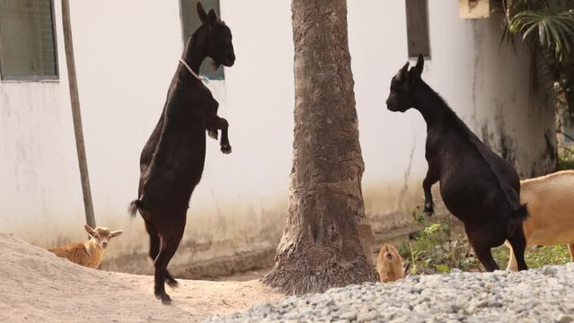 "Two Goats" Images – Browse 134 Stock Photos, Vectors, and Video ...