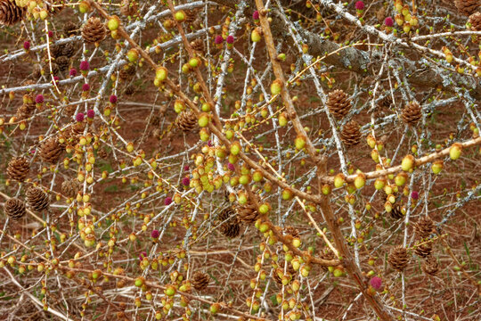 รูปภาพMicrostrobilus – เลือกดูภาพถ่ายสต็อก เวกเตอร์ และวิดีโอ208 ...