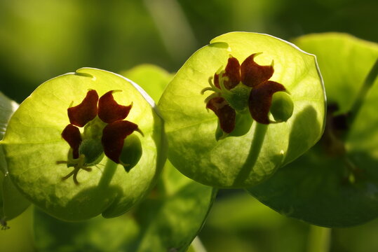 「Cyathium」の画像 - 250 件の Stock 写真、ベクターおよびビデオ | Adobe Stock