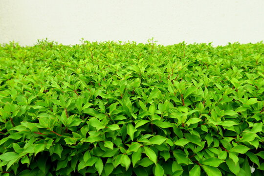 Shrubbery 이미지 – 찾아보기 37,849 스톡 사진, 벡터 및 비디오 | Adobe Stock