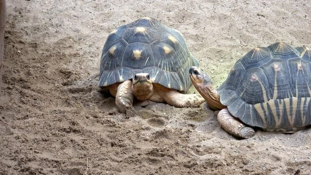 Arachnoide Bilder – Durchsuchen 74 Archivfotos, Vektorgrafiken und ...