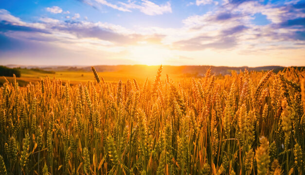 Weichweizen Bilder – Durchsuchen 41,304 Archivfotos, Vektorgrafiken und ...