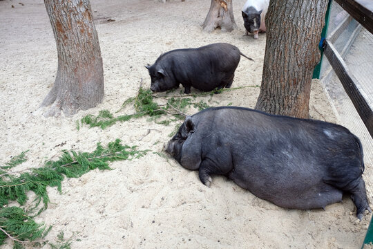 "Two Pigs" Images – Browse 40 Stock Photos, Vectors, and Video | Adobe ...