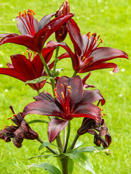 「Mapira」の画像 - 27 件の Stock 写真、ベクターおよびビデオ | Adobe Stock