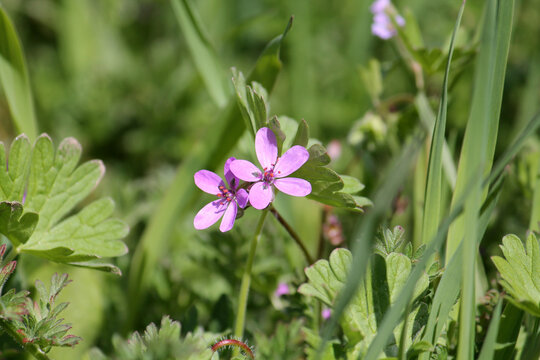 Pinwing 이미지 – 찾아보기 193 스톡 사진, 벡터 및 비디오 | Adobe Stock