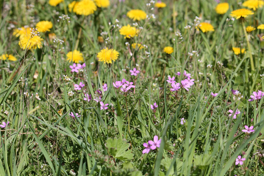 Pinwing 이미지 – 찾아보기 197 스톡 사진, 벡터 및 비디오 | Adobe Stock