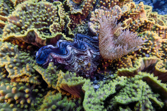 Sabellida bilder – Bläddra bland 559 stockfoton, vektorer och videor ...