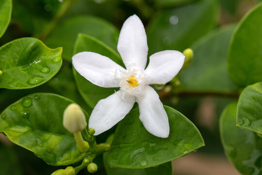 「Tellicherry」の画像 - 158 件の Stock 写真、ベクターおよびビデオ | Adobe Stock