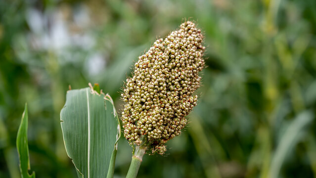 "Sorghum Field" Images – Browse 633 Stock Photos, Vectors, and Video ...