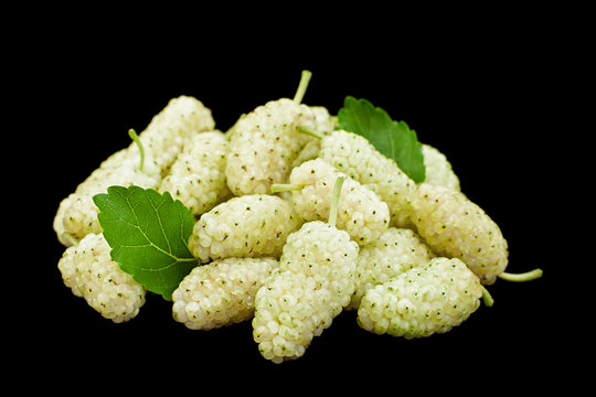 รูปภาพMalberry – เลือกดูภาพถ่ายสต็อก เวกเตอร์ และวิดีโอ156 | Adobe Stock