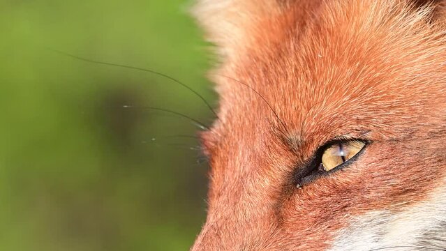 Fox Eye Images – Browse 40,121 Stock Photos, Vectors, and Video | Adobe ...