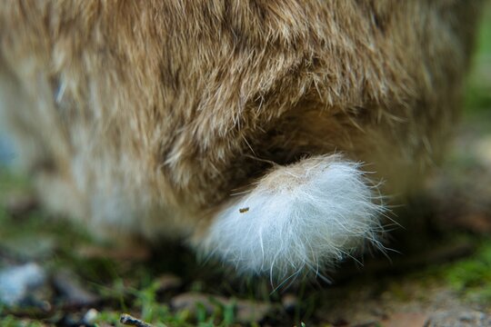 Fuchsspuren Bilder – Durchsuchen 2,403 Archivfotos, Vektorgrafiken und ...
