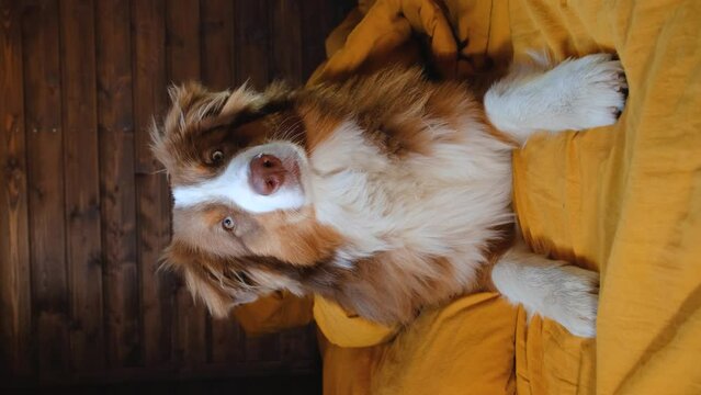 รูปภาพ"Well Behaved" – เลือกดูภาพถ่ายสต็อก เวกเตอร์ และวิดีโอ1,639 ...