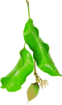 รูปภาพBokul – เลือกดูภาพถ่ายสต็อก เวกเตอร์ และวิดีโอ76 | Adobe Stock