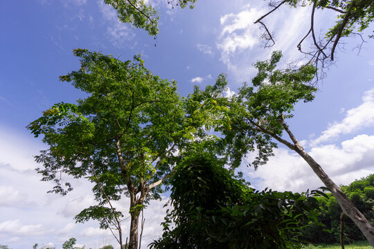 รูปภาพAfzelia – เลือกดูภาพถ่ายสต็อก เวกเตอร์ และวิดีโอ783 | Adobe Stock