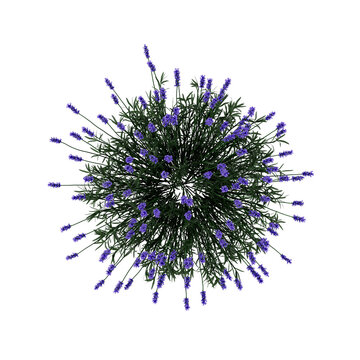 Bush Top View Images – Browse 126,862 Stock Photos, Vectors, and Video ...