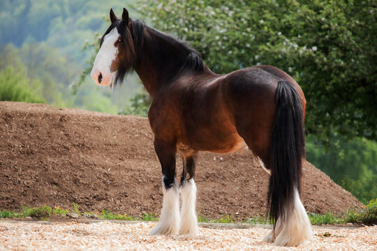 "Shire Horse" Images – Browse 9,789 Stock Photos, Vectors, and Video ...