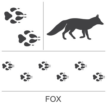 Fuchsspuren-Bilder: Stock-Fotos & -Videos. | Adobe Stock