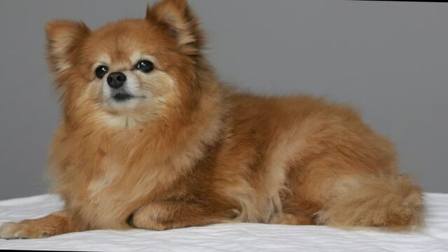 German Spitz Images – Browse 9,401 Stock Photos, Vectors, and Video ...