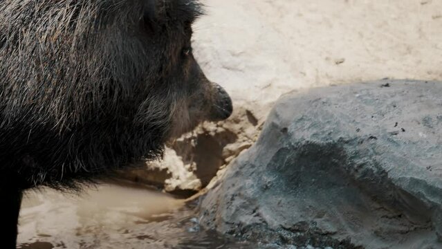 Musk-Hog-Bilder: Stock-Fotos & -Videos. | Adobe Stock