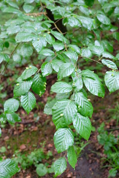 Neueneck Bilder – Durchsuchen 197 Archivfotos, Vektorgrafiken und ...