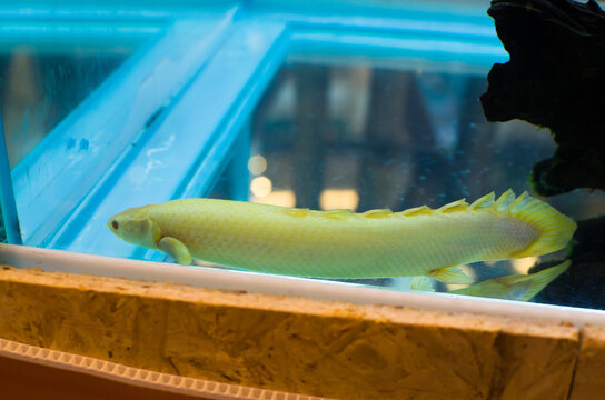 รูปภาพPolypterus – เลือกดูภาพถ่ายสต็อก เวกเตอร์ และวิดีโอ98 | Adobe Stock